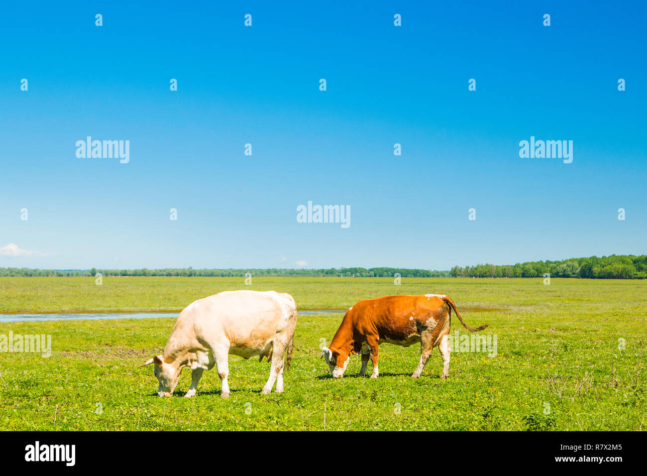 Croatia, Lonjsko polje nature park, cows on field, beautiful landscape ...
