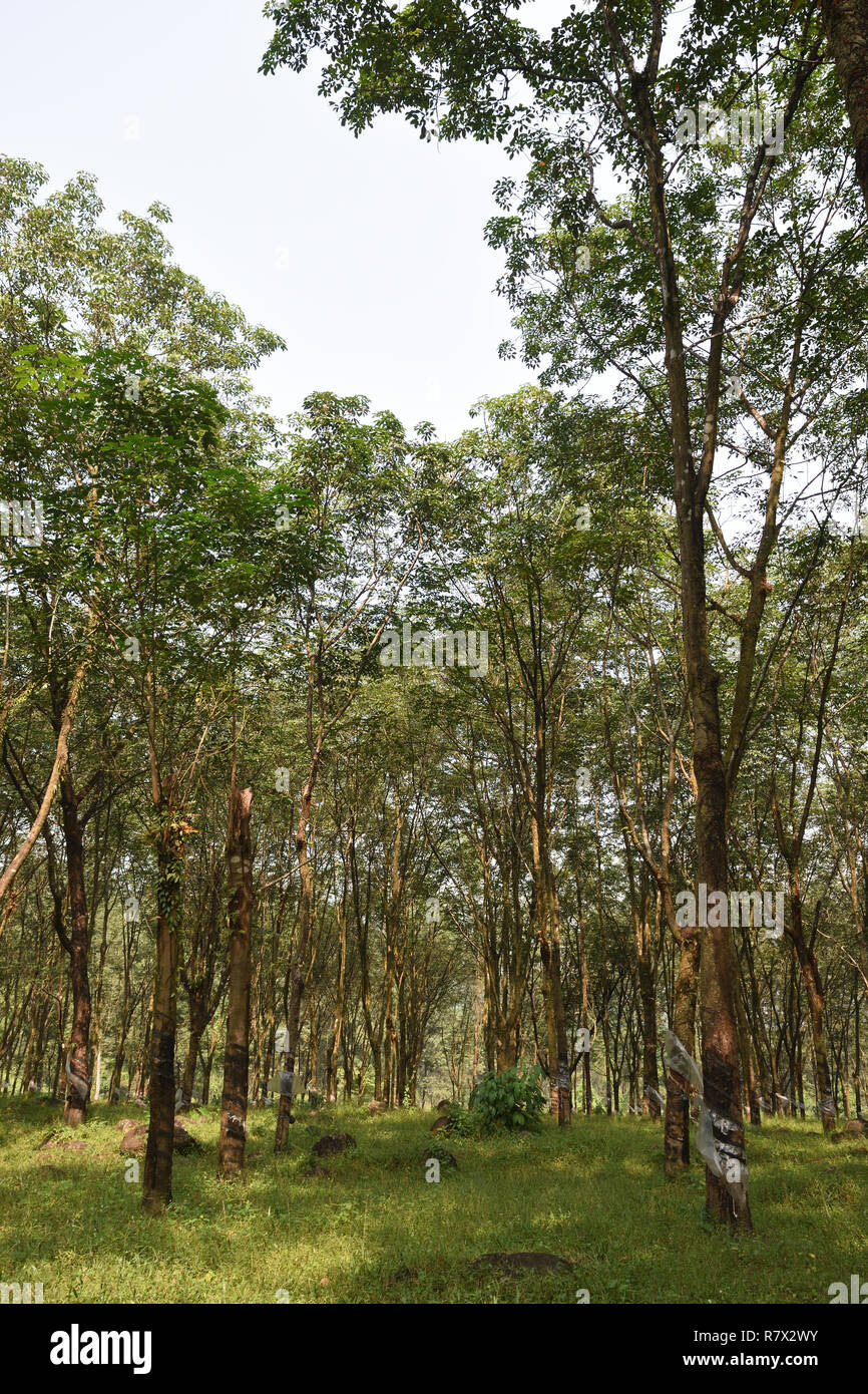 Hevea brasiliensis or Rubber trees at Kumani in Chapramari Wildlife ...