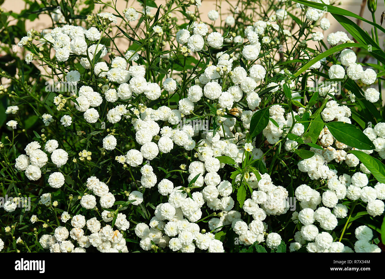 White flowerses Gypsophila in garden on background green sheet Stock ...