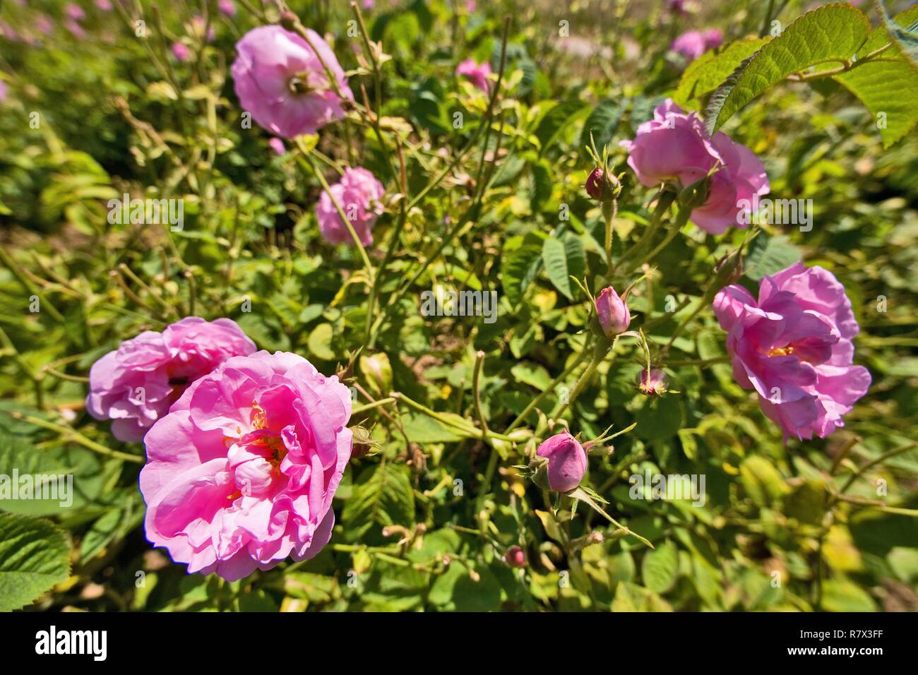 Grasse rose perfume hi-res stock photography and images - Alamy