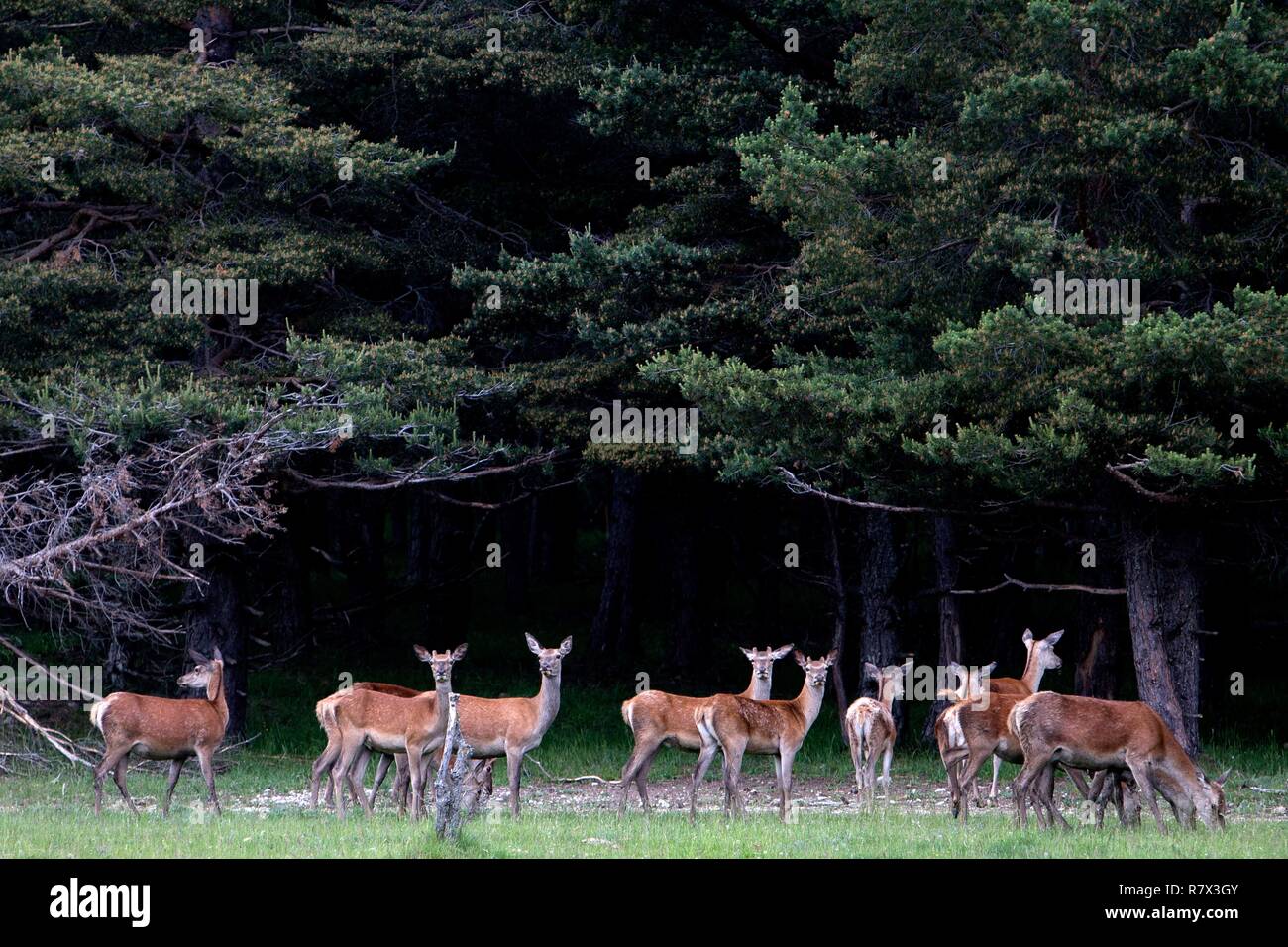 France, Alpes Maritimes, Andon, biological reserve dedicated to the ...