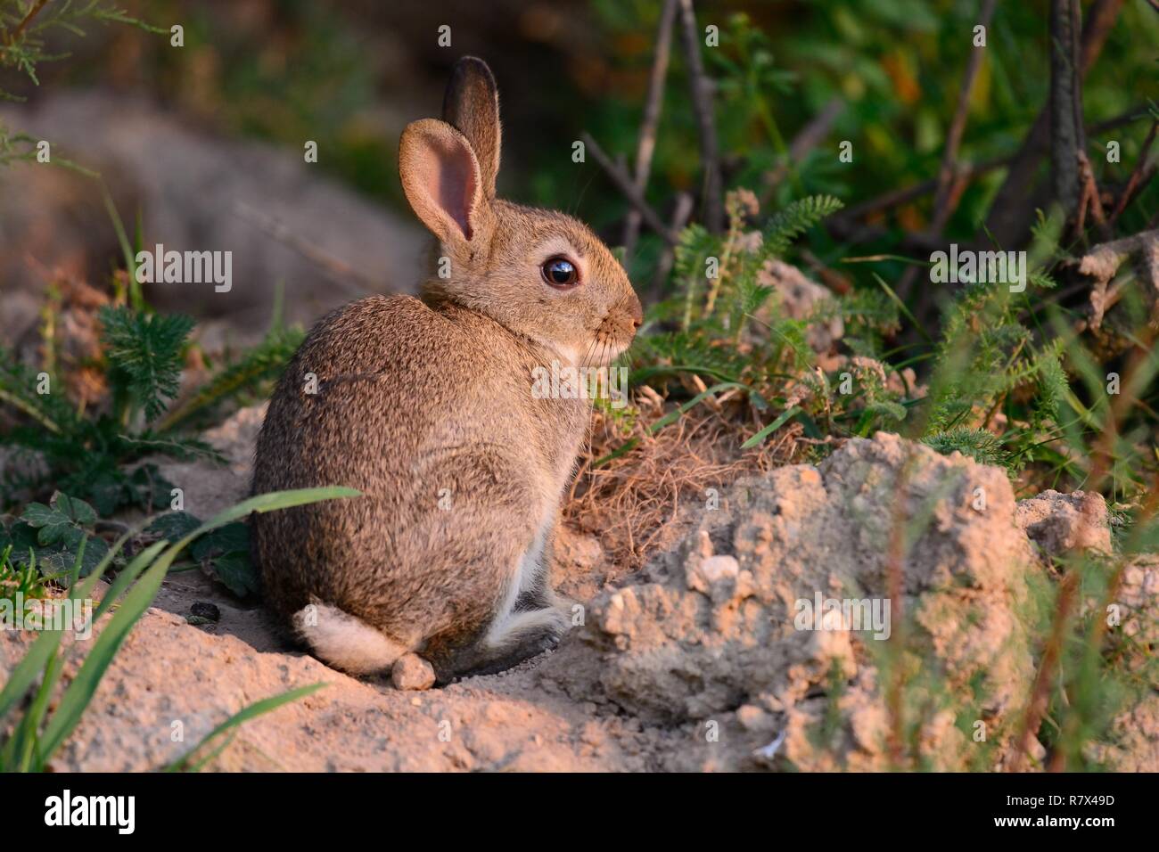 Rabbit sat up hi-res stock photography and images - Alamy