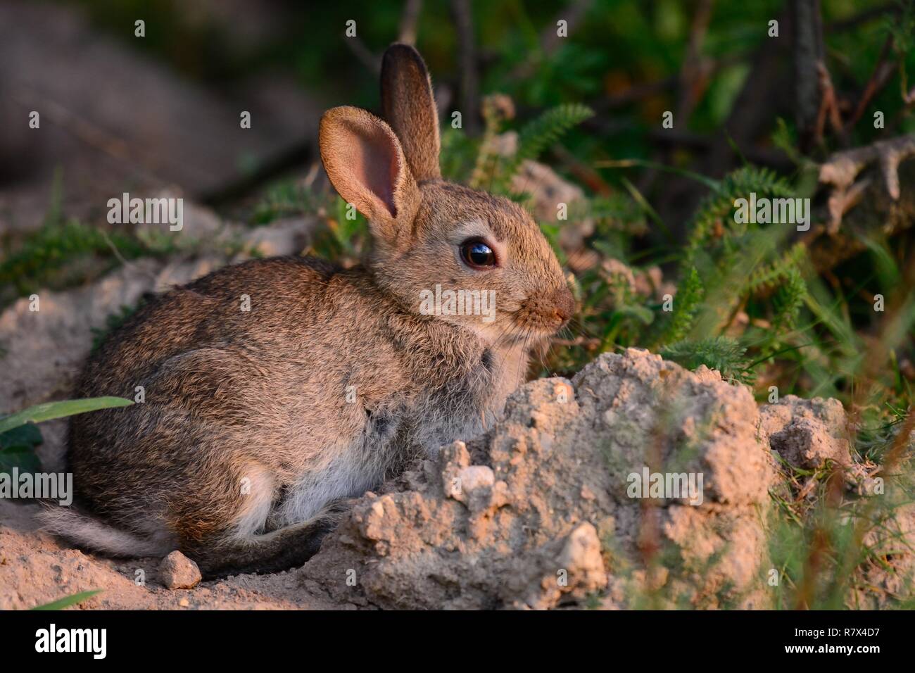 Rabbit sat up hi-res stock photography and images - Alamy