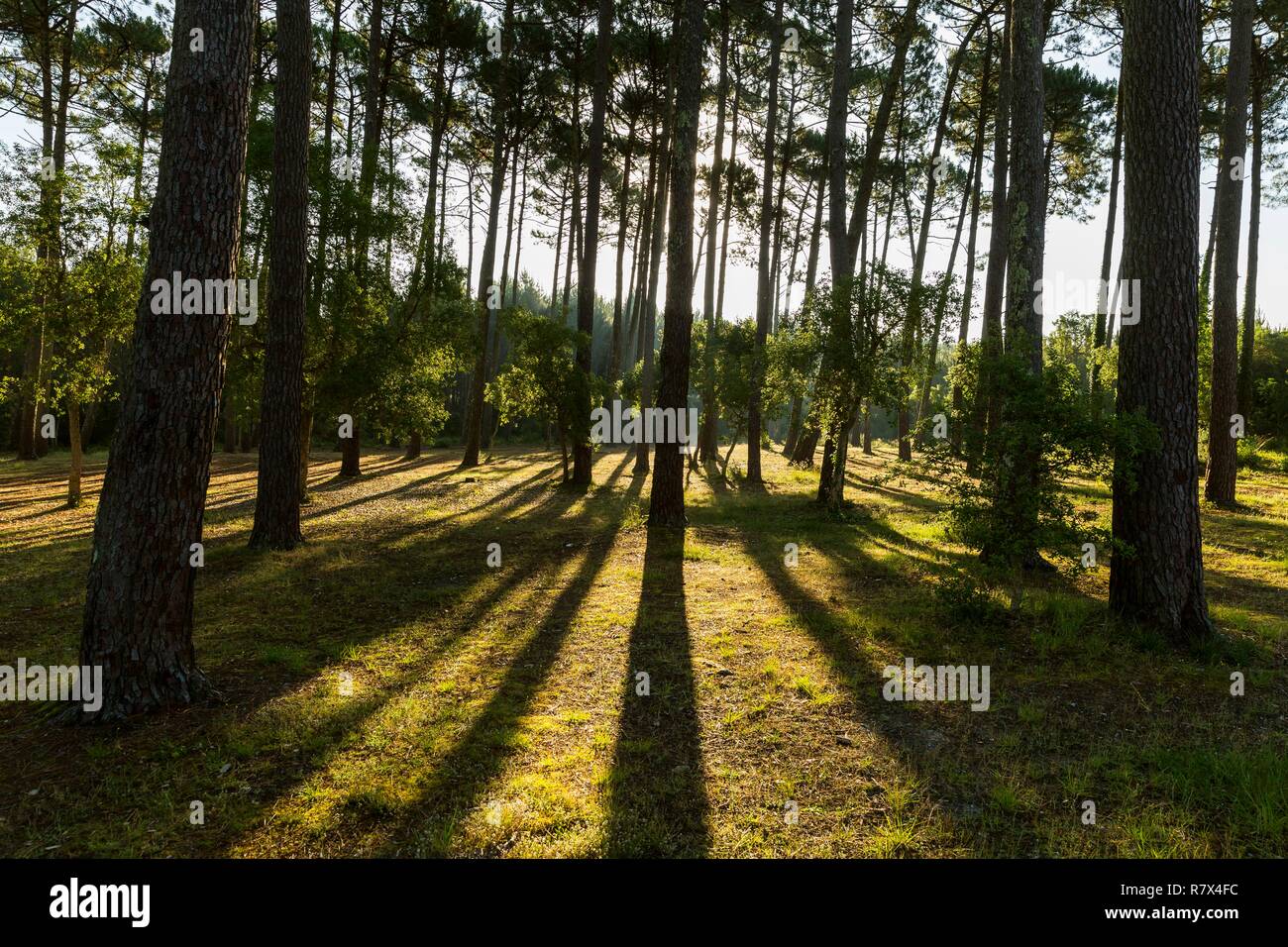 France, Landes, Moliets et Maa, forest of the Landes against the light ...