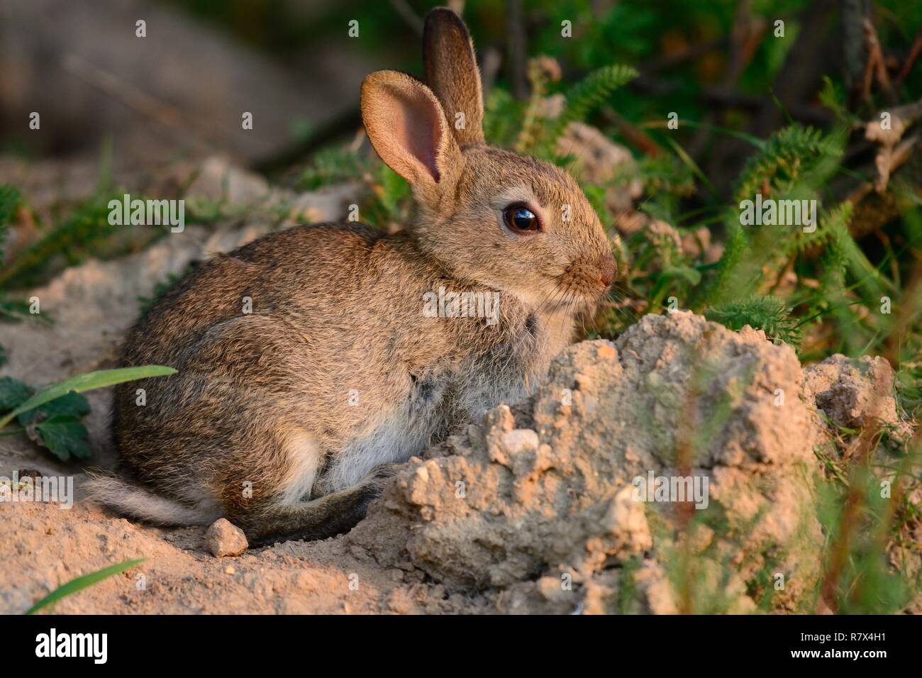 Portrait of a wild rabbit sitting on the ground Stock Photo - Alamy