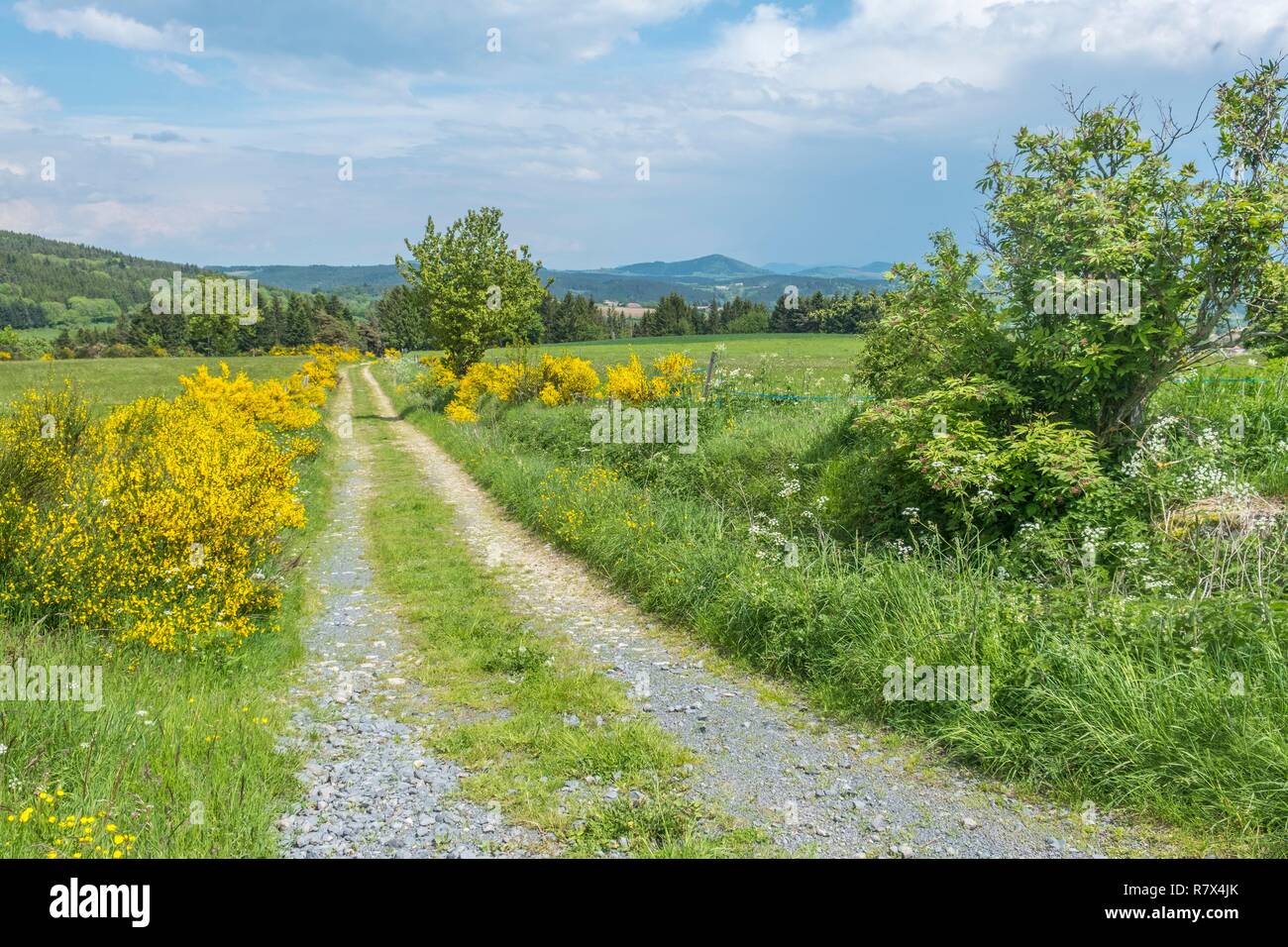 France, Haute Loire, Allegre, landscape of Parc naturel régional ...