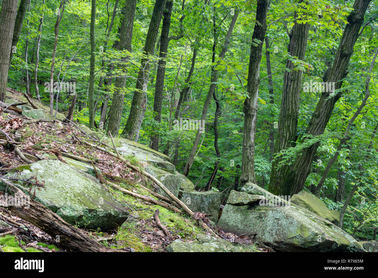 A steep slope covered in rocks and boulders, providing a healthy forest ...