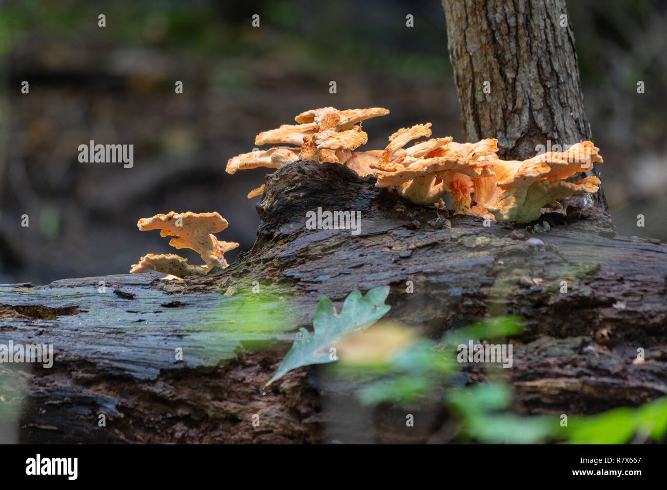 A mushroom growth growing on an old growth log along the hiking trail ...