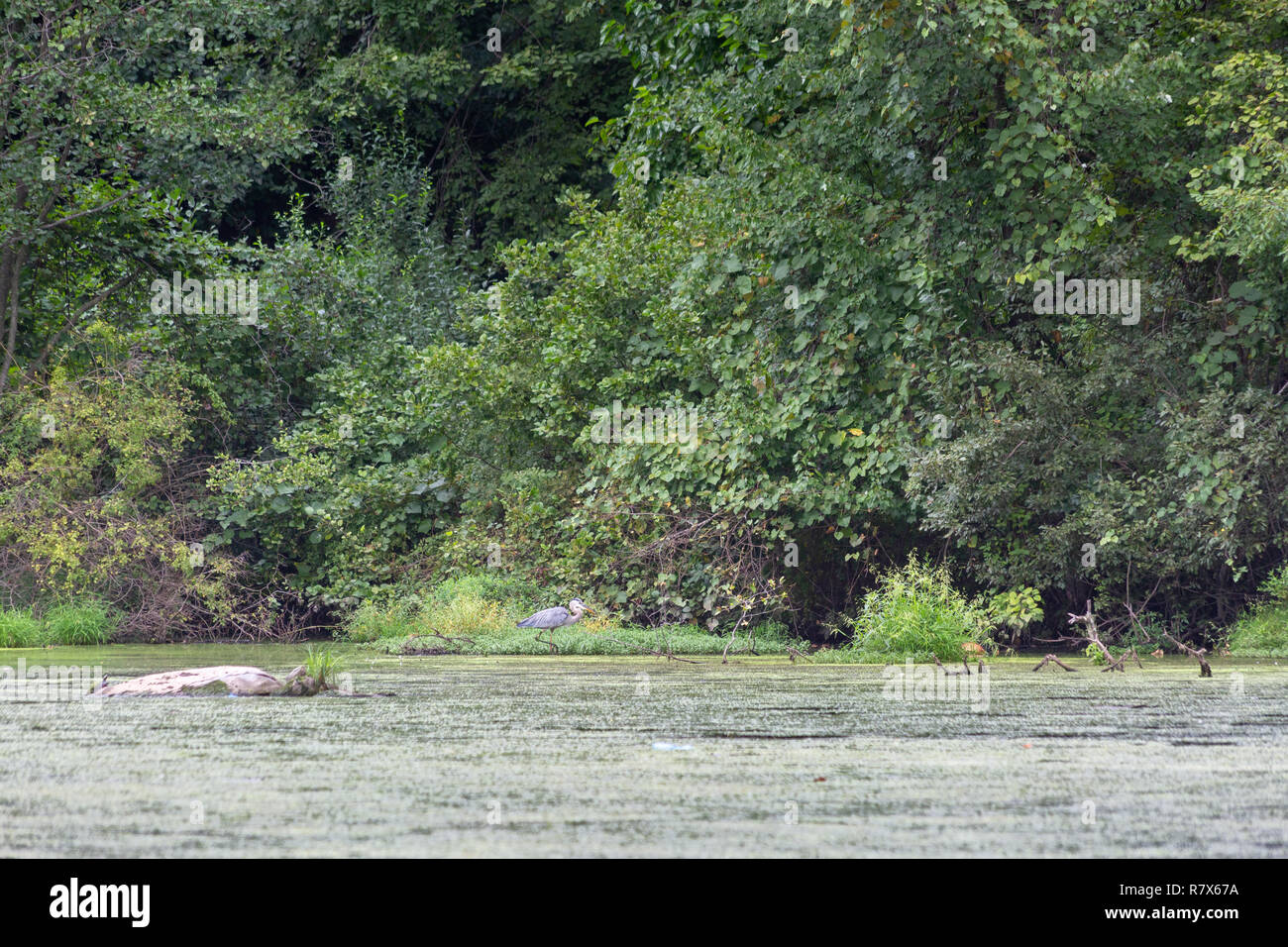 Demarest kill county park hi-res stock photography and images - Alamy