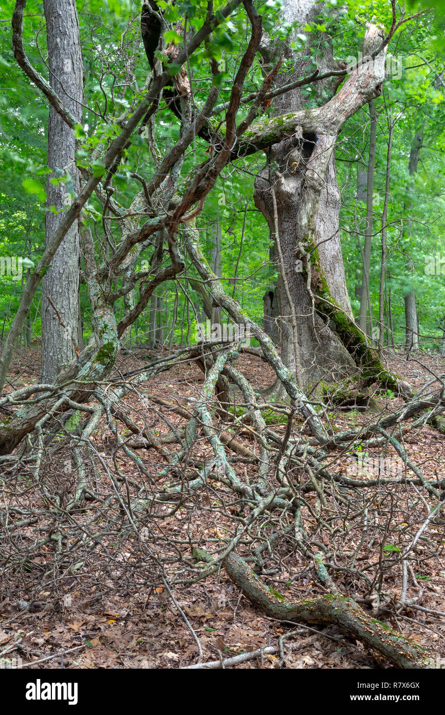 Tallman Mountain State Park High Resolution Stock Photography and ...
