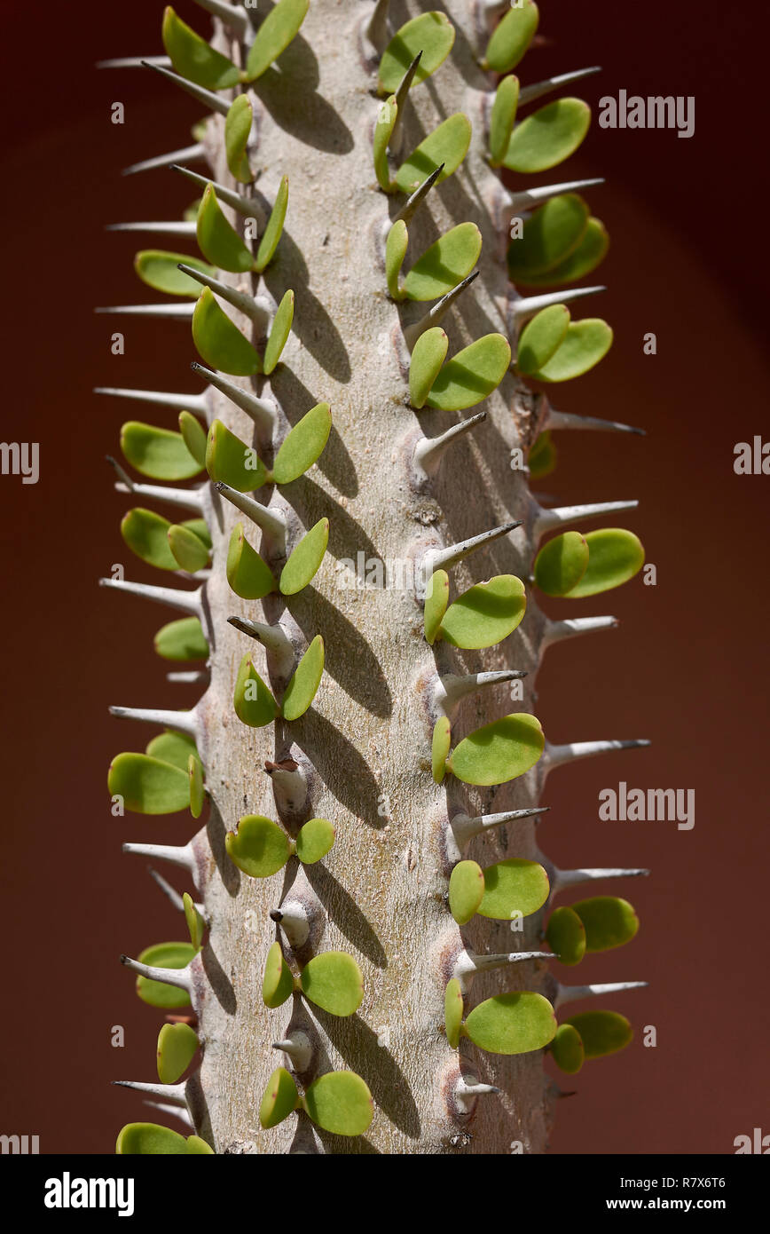 Alluaudia Procera sharp stem close up Stock Photo - Alamy