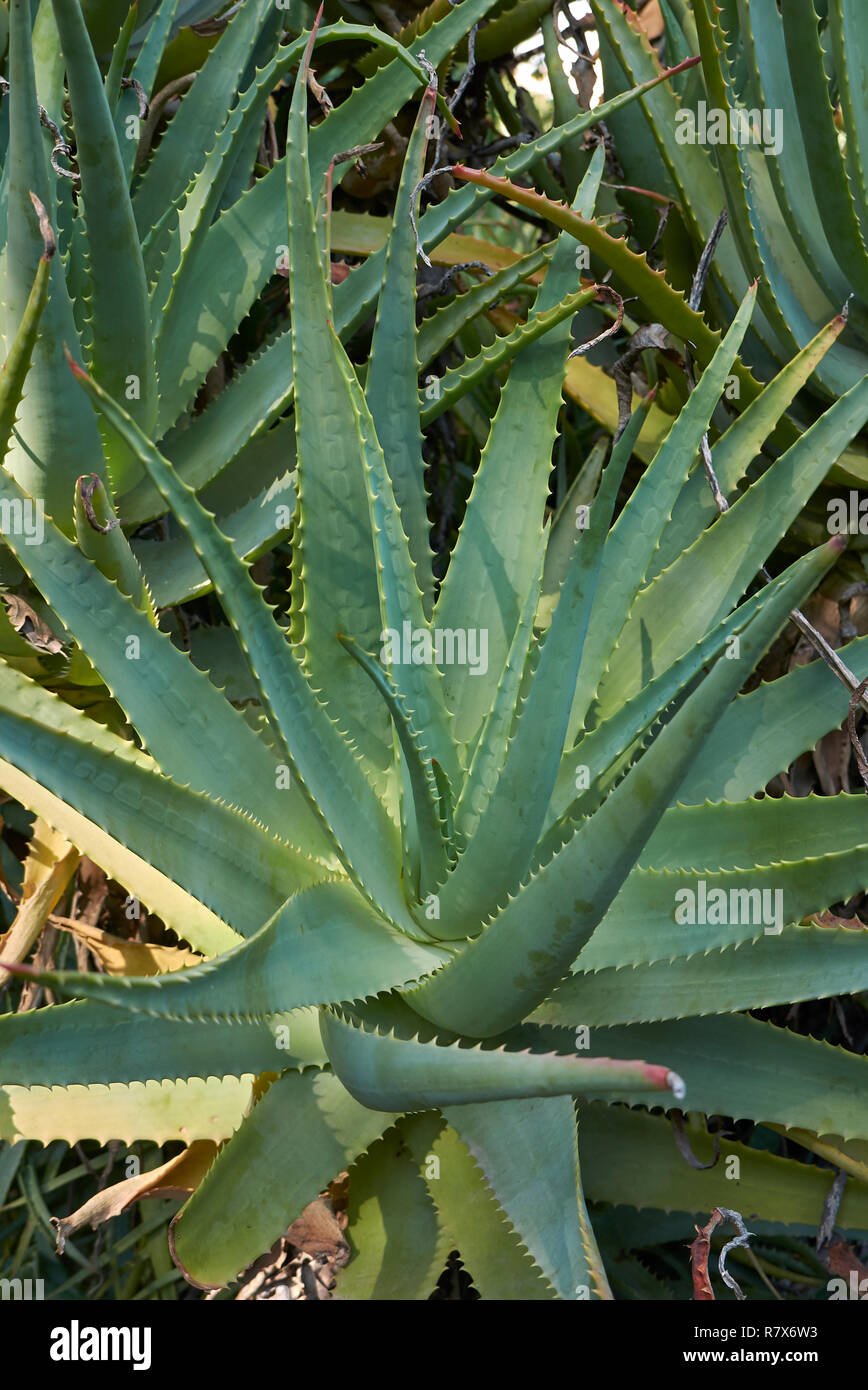 Candelabra plant aloe arborescens hi-res stock photography and images ...