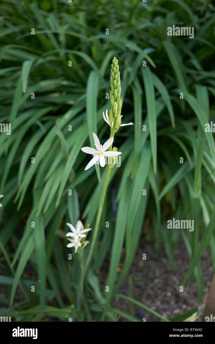 Camassia leichtlinii asparagaceae hi-res stock photography and images ...