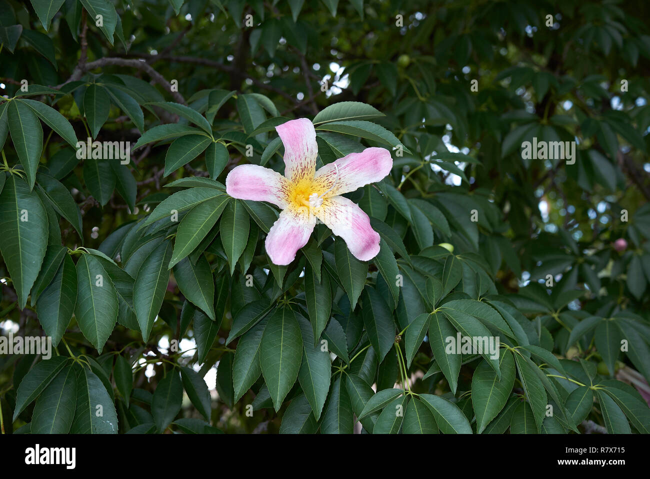 Pink ceiba hi-res stock photography and images - Alamy