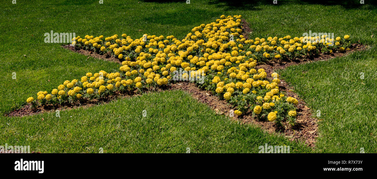 Yellow flowers forming a five pointed star on display Stock Photo - Alamy