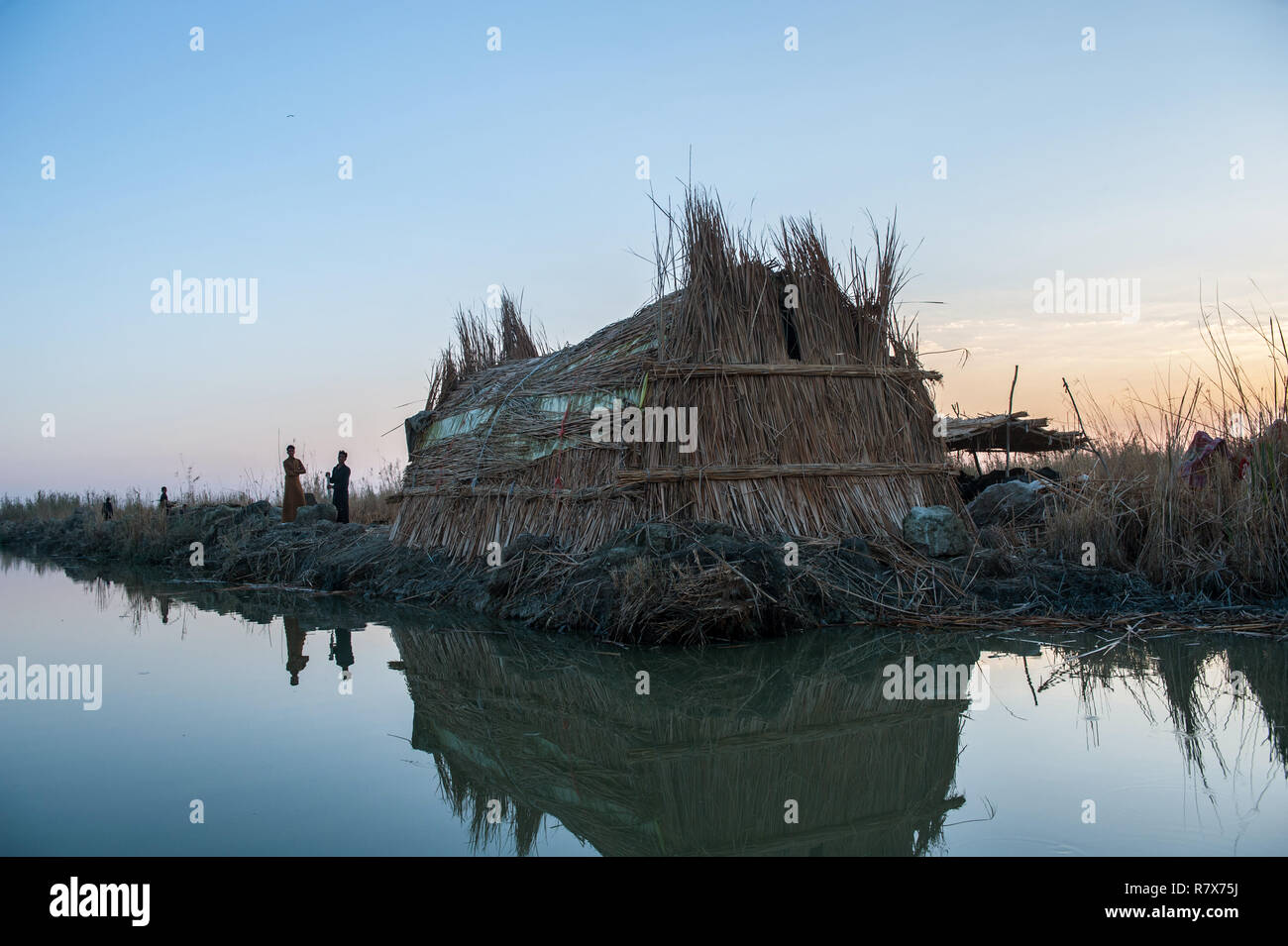 A traditional Marsh Arab house made from reeds seen in the Hamar marsh ...