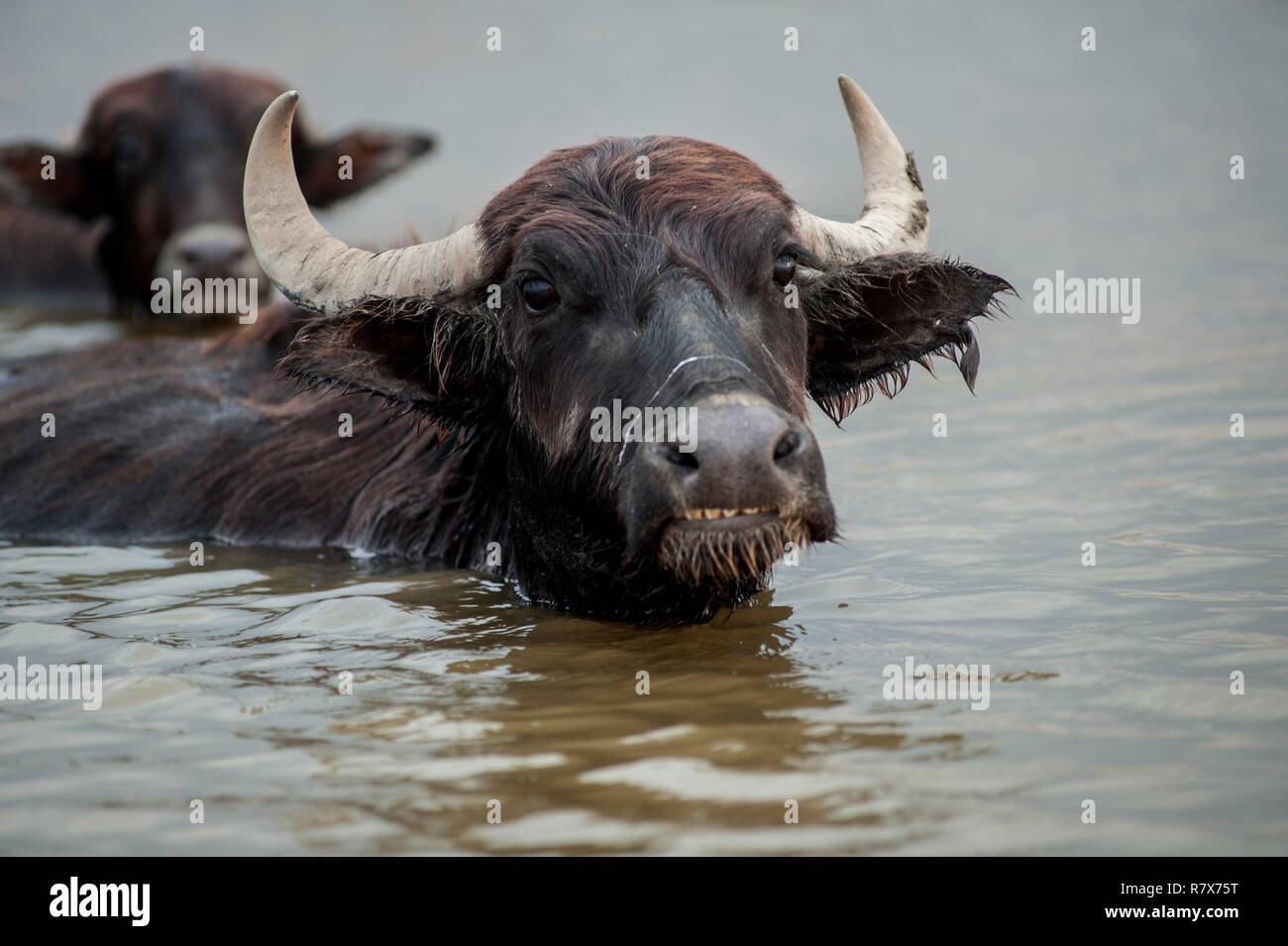 Iraq water buffalo swimming in hi-res stock photography and images - Alamy