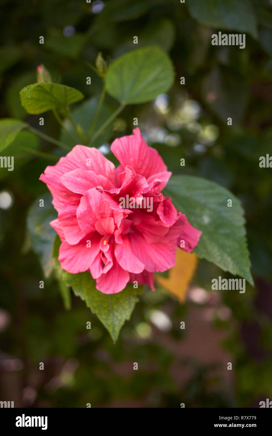 Hibiscus rosa-sinensis flower Stock Photo - Alamy