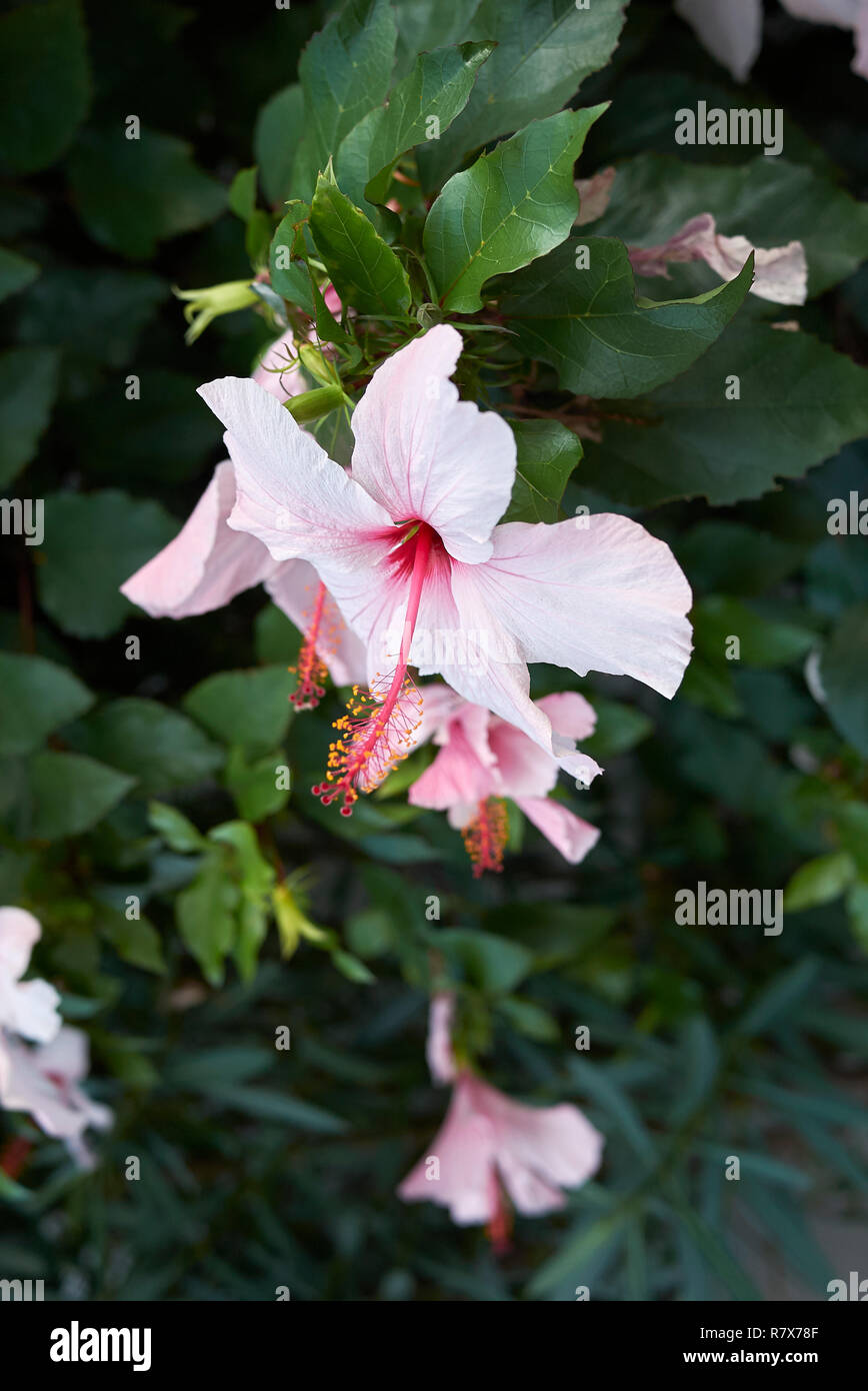 Hibiscus rosa-sinensis flower Stock Photo - Alamy