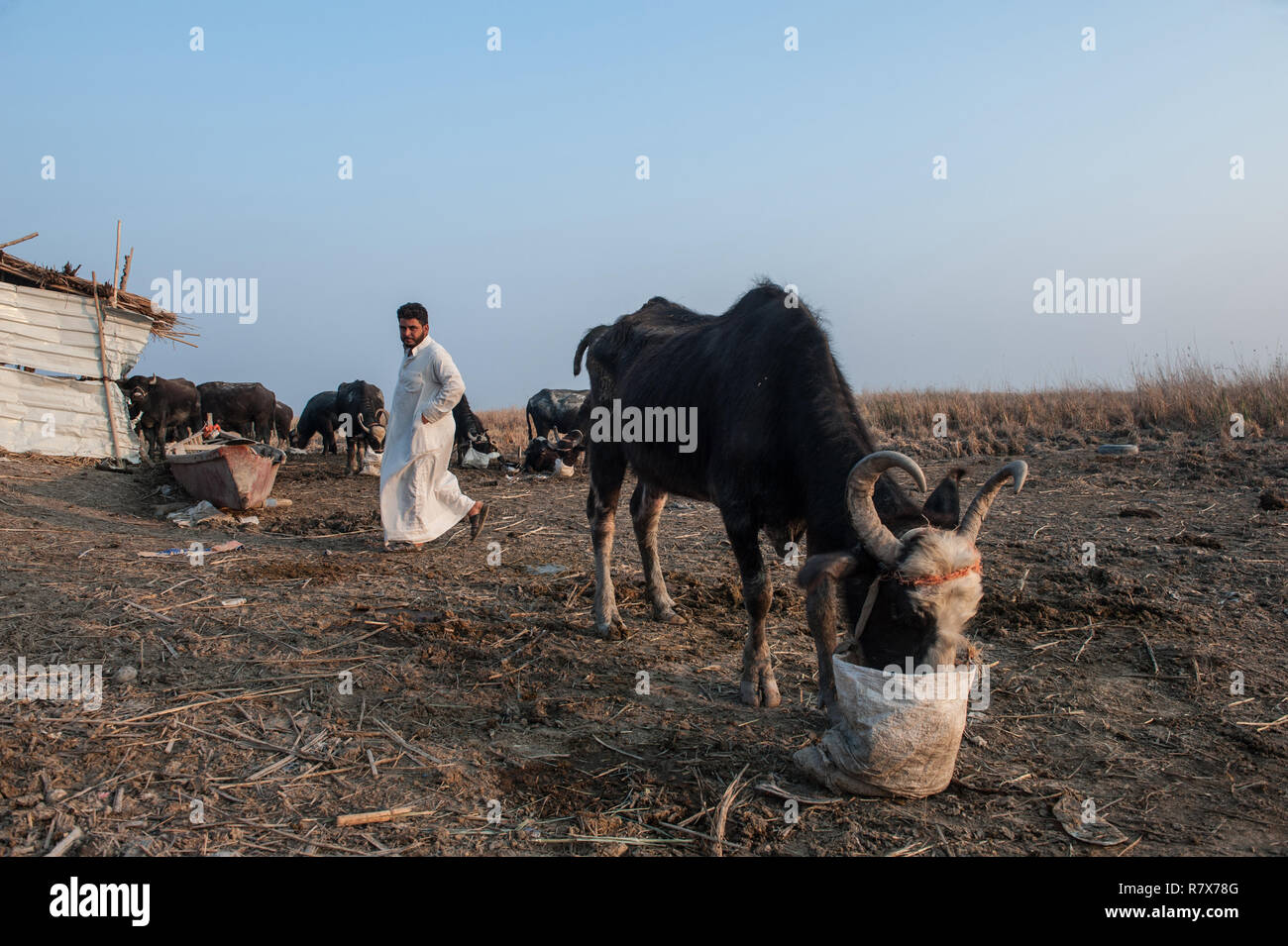 Marsh arabs iraq hi-res stock photography and images - Alamy
