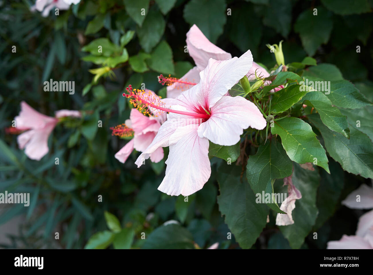 Hibiscus rosa-sinensis flower Stock Photo - Alamy