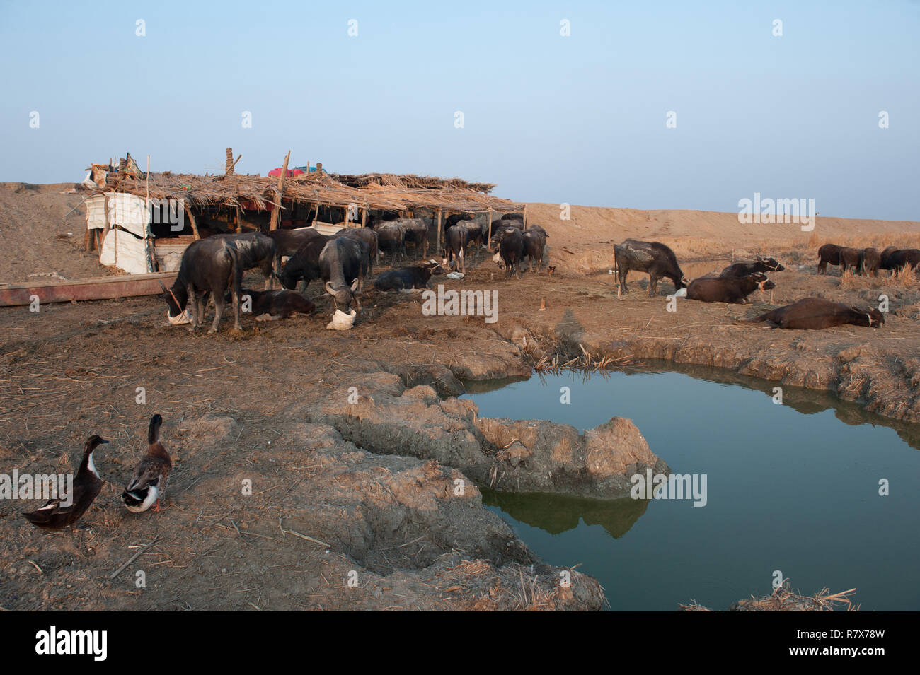 A buffalo farm seen in the Hamar Marsh in the Southern wetlands of Iraq ...