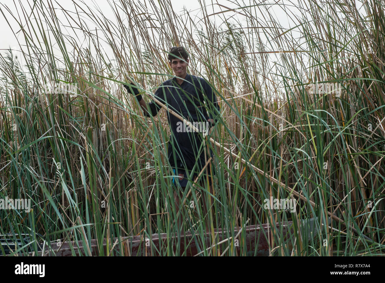A Marsh Arab seen collecting reeds by boat as buffalo fodder in the ...