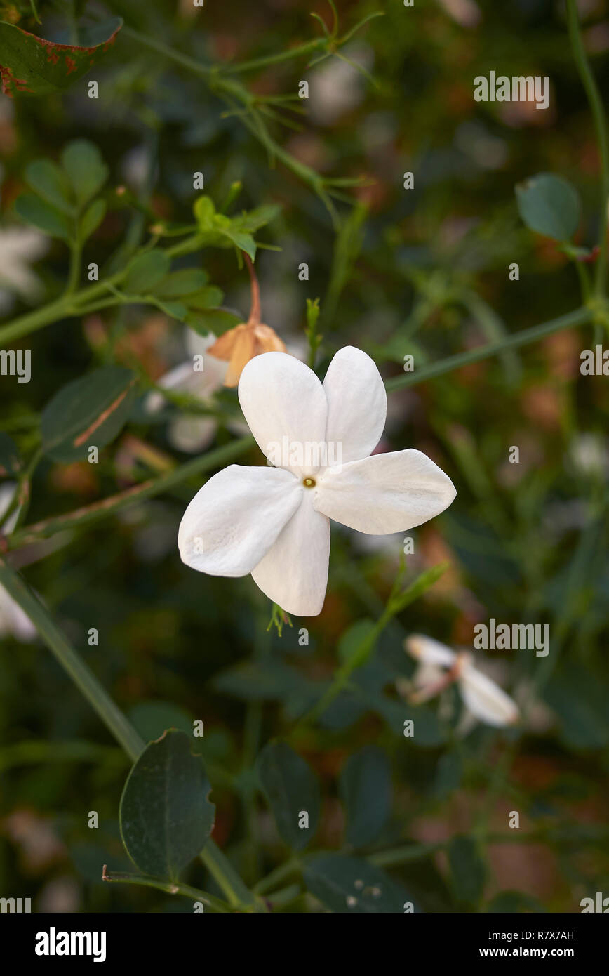 Jasminum grandiflorum in bloom Stock Photo - Alamy
