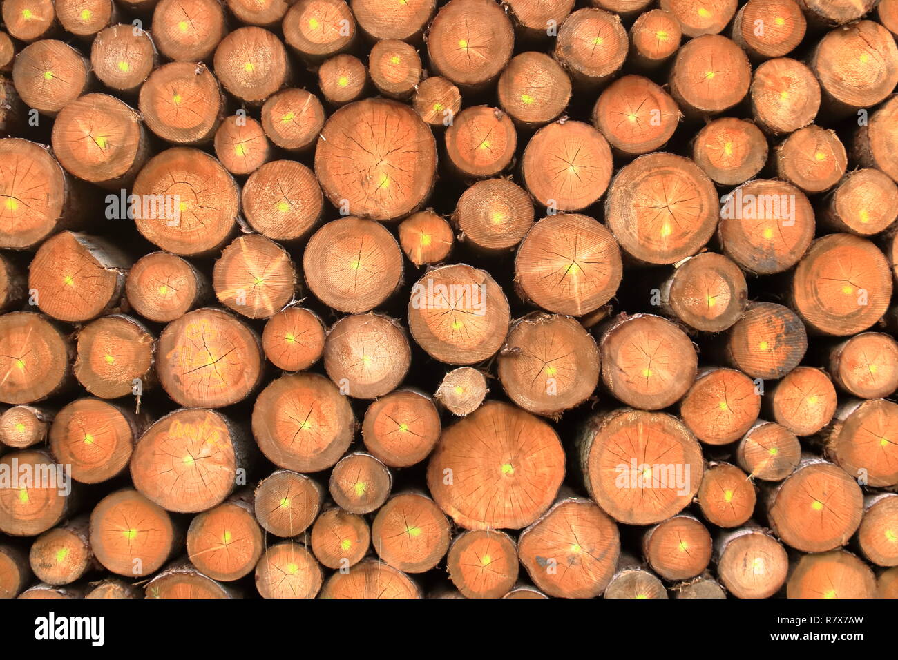 A Wall of stacked wood logs as background Stock Photo - Alamy