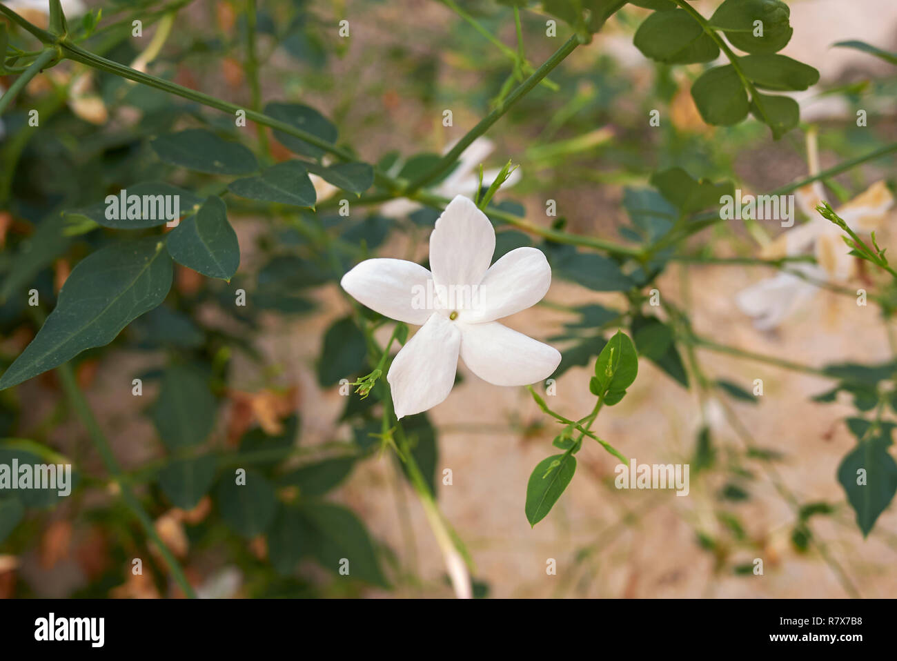 Jasminum grandiflorum hi-res stock photography and images - Alamy