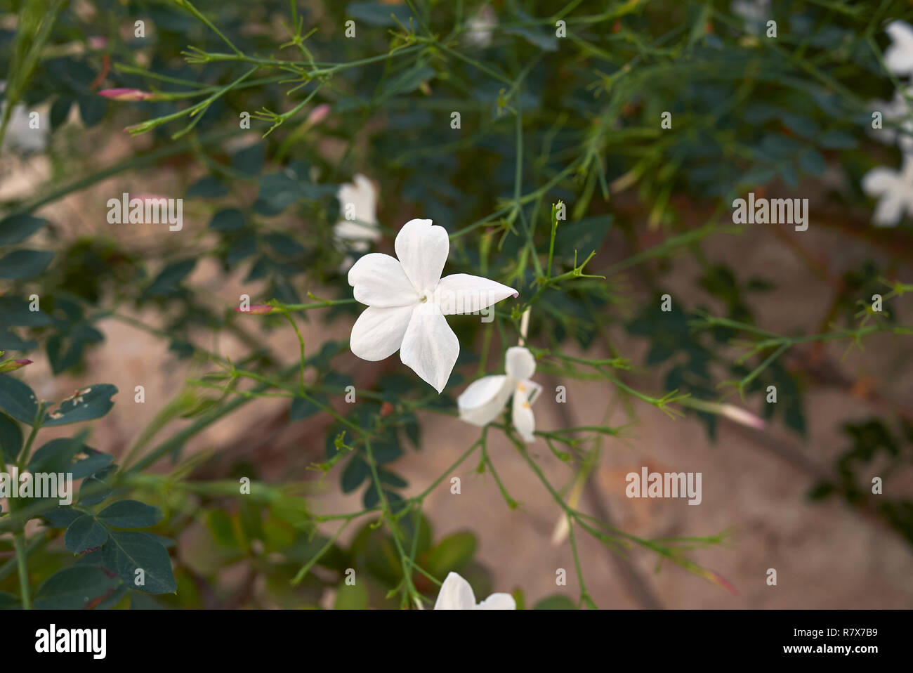 Jasminum grandiflorum hi-res stock photography and images - Alamy
