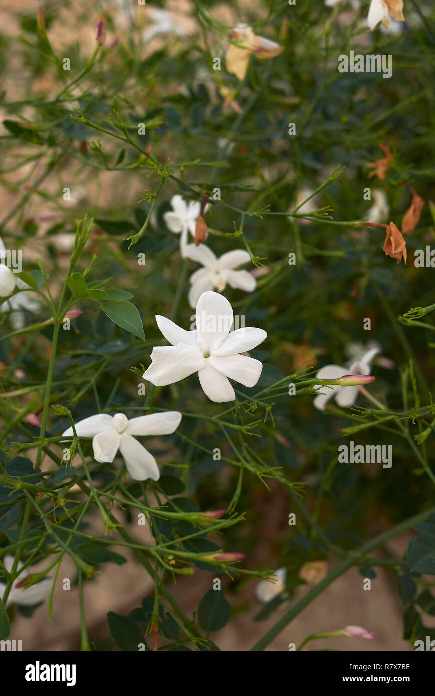 Jasminum Grandiflorum High Resolution Stock Photography and Images - Alamy