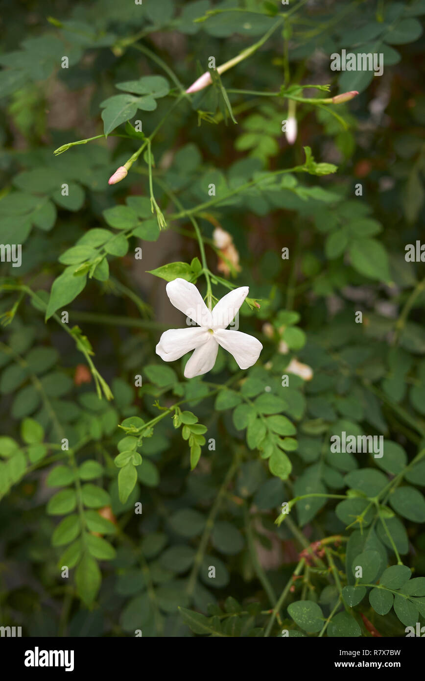 Jasminum grandiflorum hi-res stock photography and images - Alamy