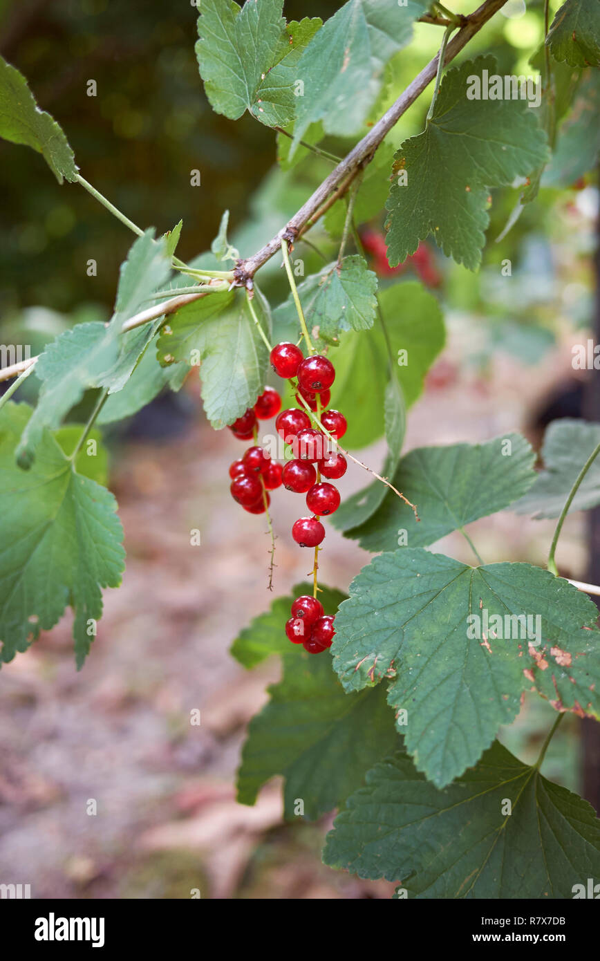 Ribes rubrum fresh fruit Stock Photo - Alamy