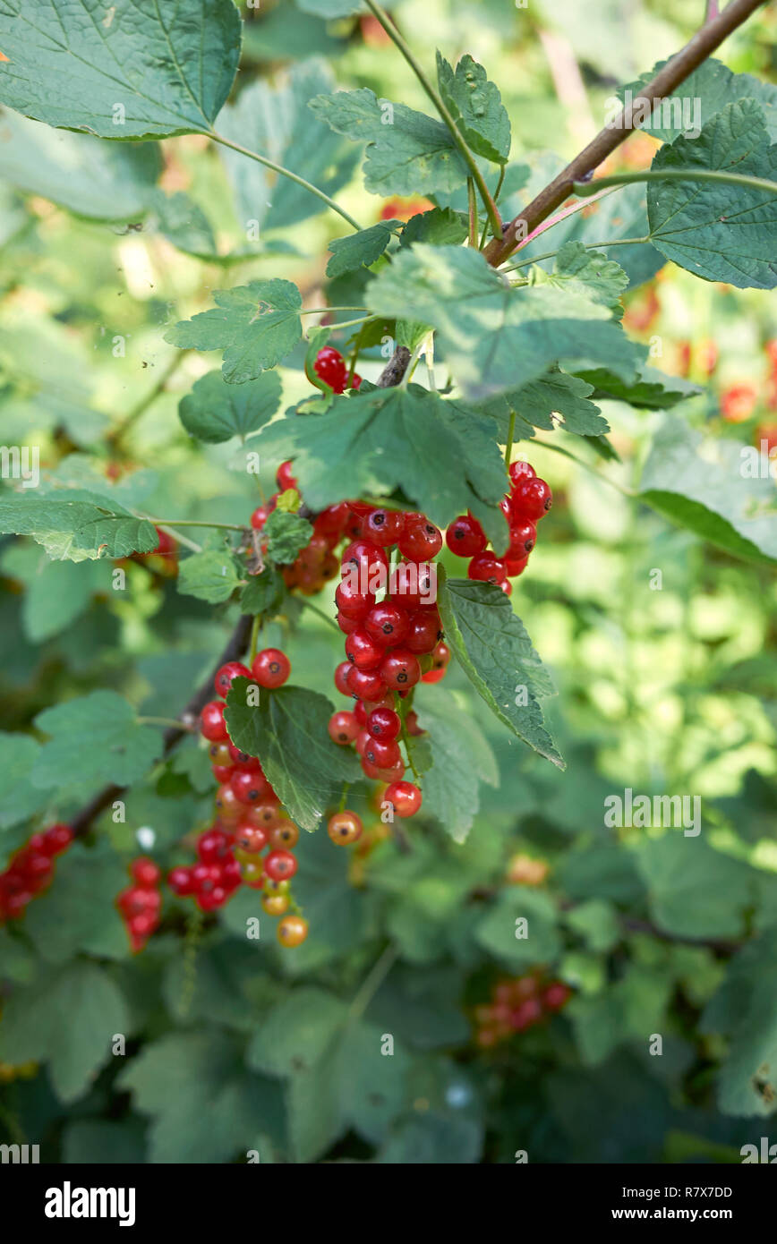 Ribes rubrum fresh fruit Stock Photo - Alamy