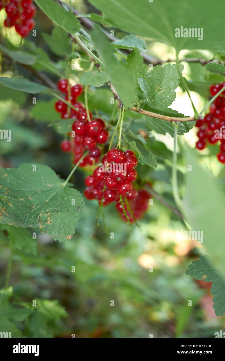 Ribes rubrum fresh fruit Stock Photo - Alamy