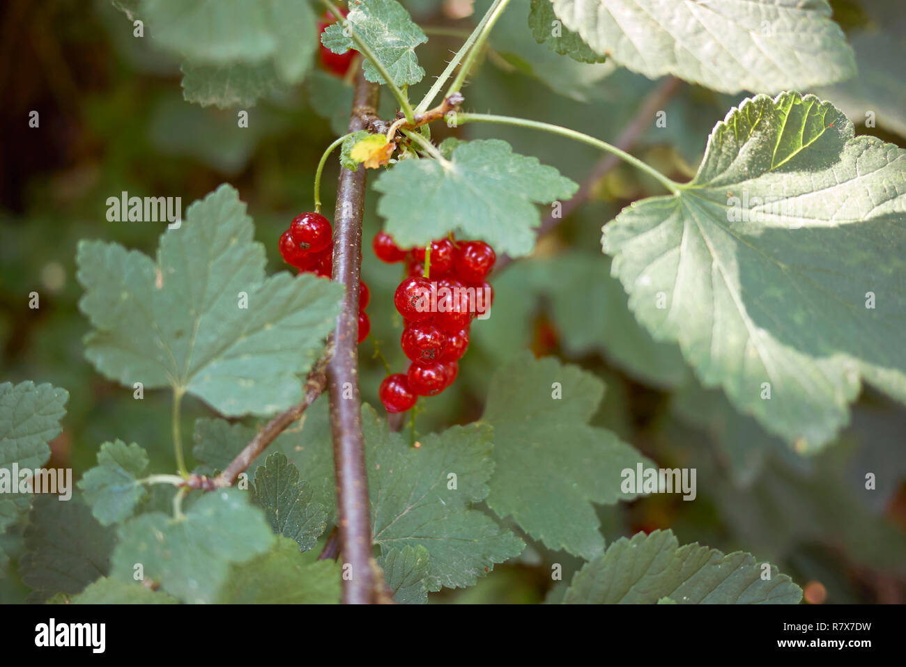 Ribes rubrum fresh fruit Stock Photo - Alamy