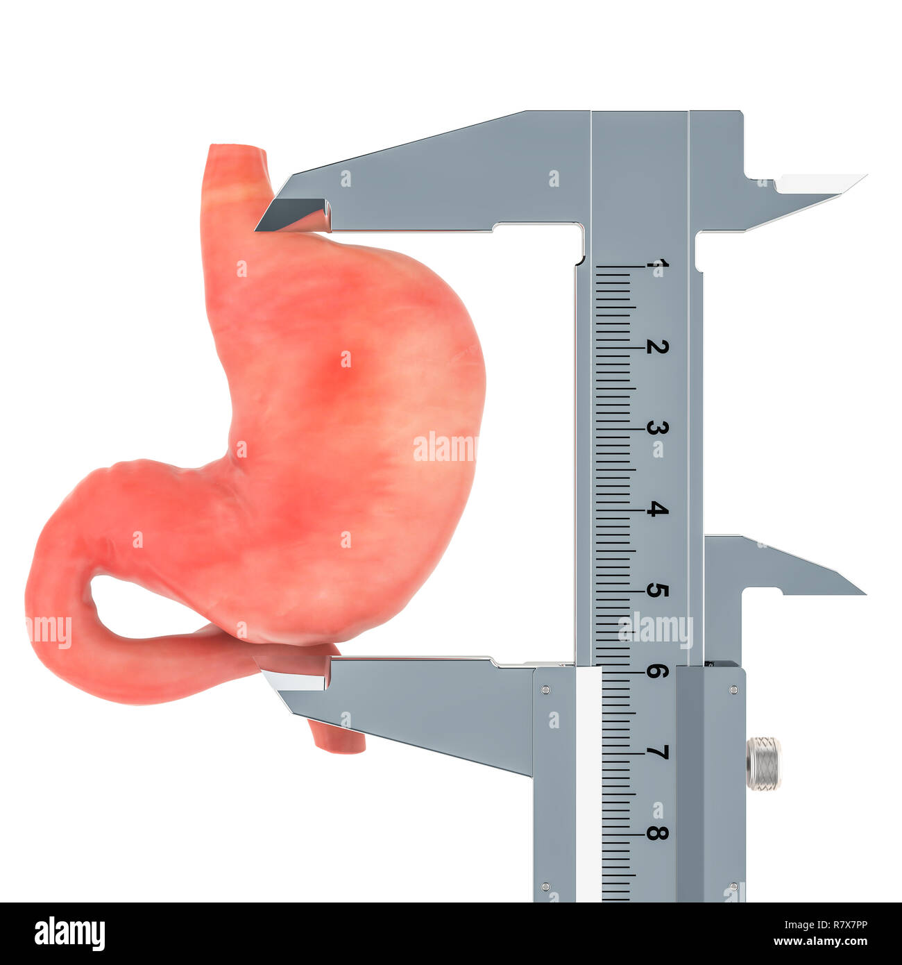Human stomach with vernier caliper. Research and diagnosis of stomach ...