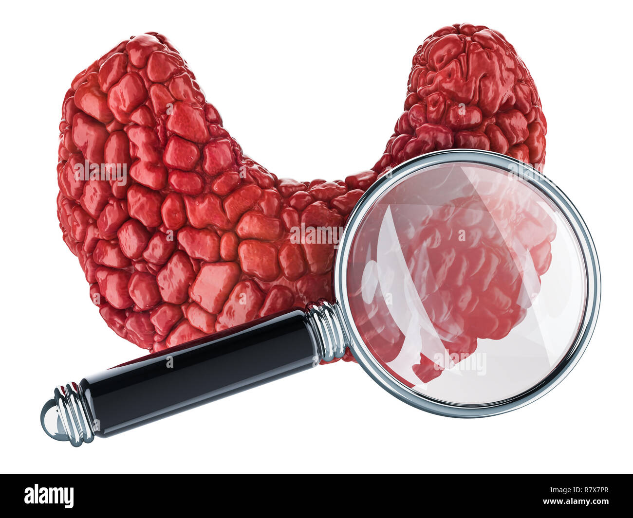 Thyroid 3d Cut Out Stock Images & Pictures - Alamy