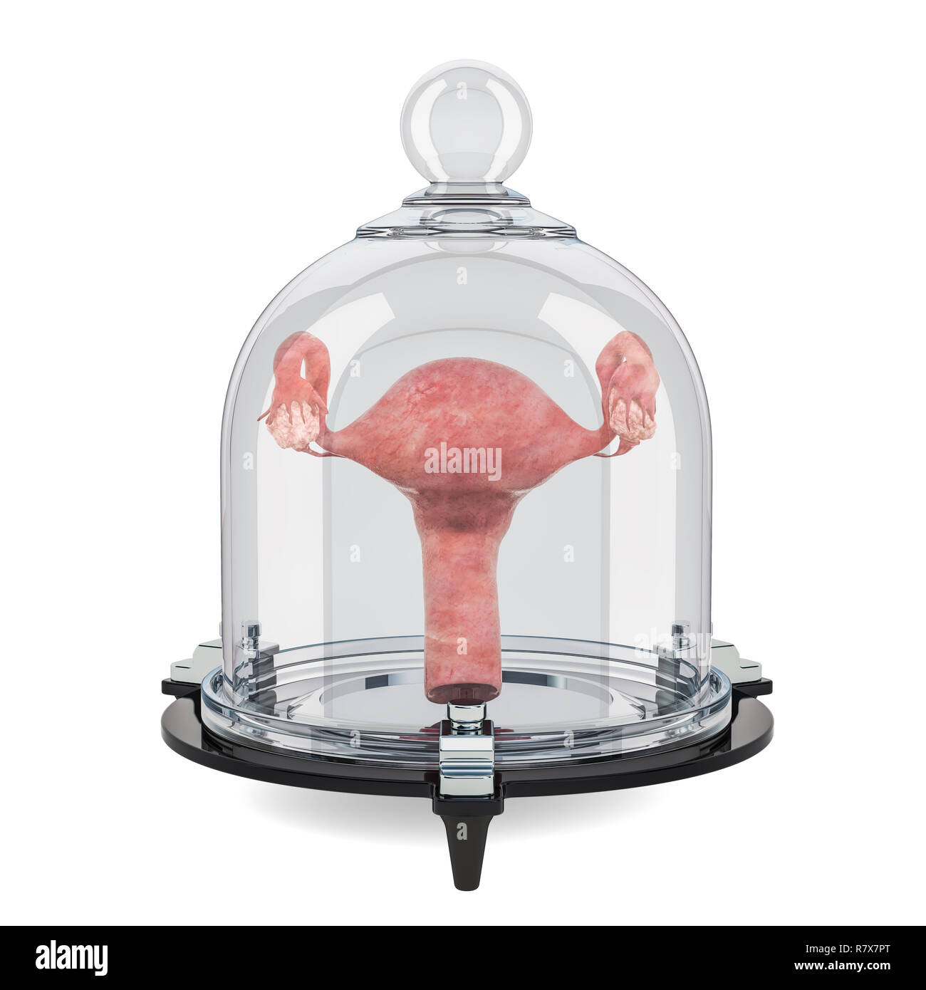 Human uterus covered by glass bell, protect concept. 3D rendering ...
