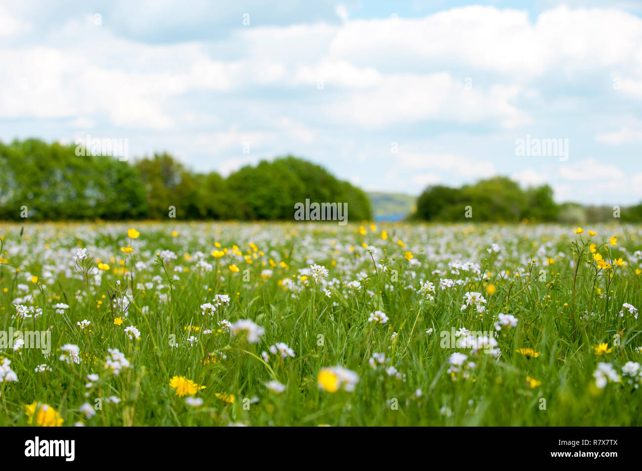 Flower meadow in a spring landscape Stock Photo - Alamy