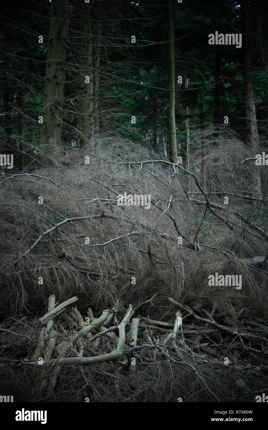 A fallen tree and dead branches in a forest Stock Photo - Alamy