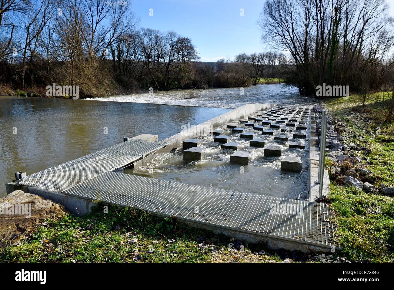 Allan Fish High Resolution Stock Photography and Images - Alamy