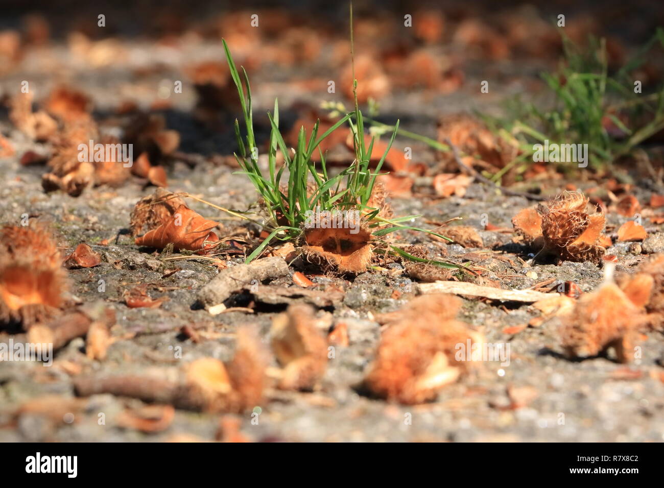 Beech nut shell hi-res stock photography and images - Alamy
