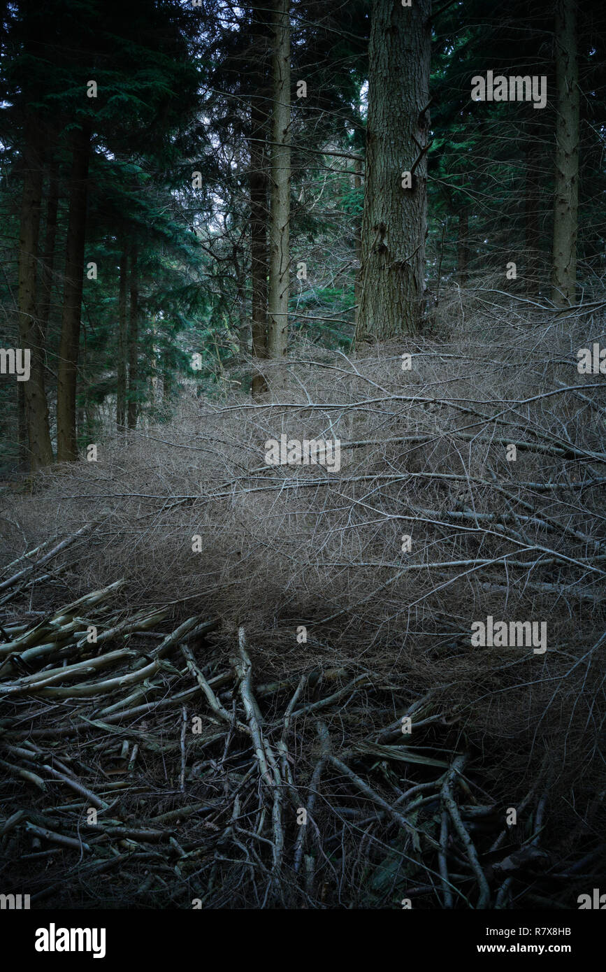 Dark forest trees hi-res stock photography and images - Alamy