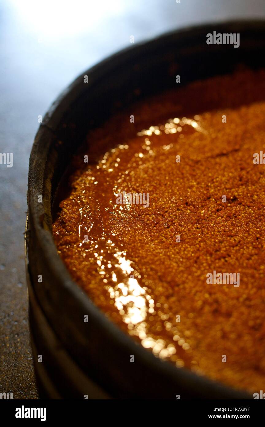 Chilli plant avery hi-res stock photography and images - Alamy