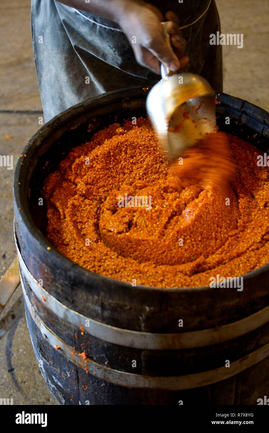 United States, Louisiana, Avery Island, Tabasco plant, ripening pulp ...