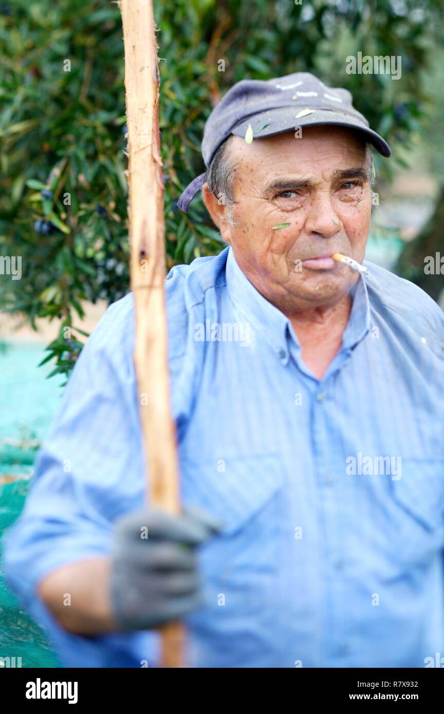 Olive picker hi-res stock photography and images - Alamy