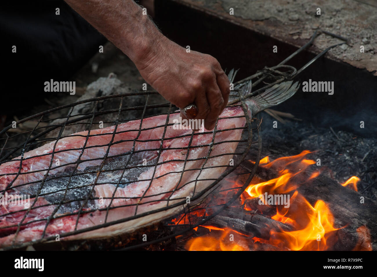 Preparing and grilling Masgouf over an open fire in the southern ...