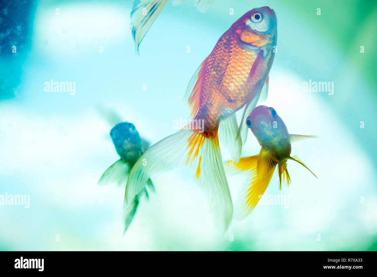 Colorful fish swimming in an aquarium Stock Photo - Alamy
